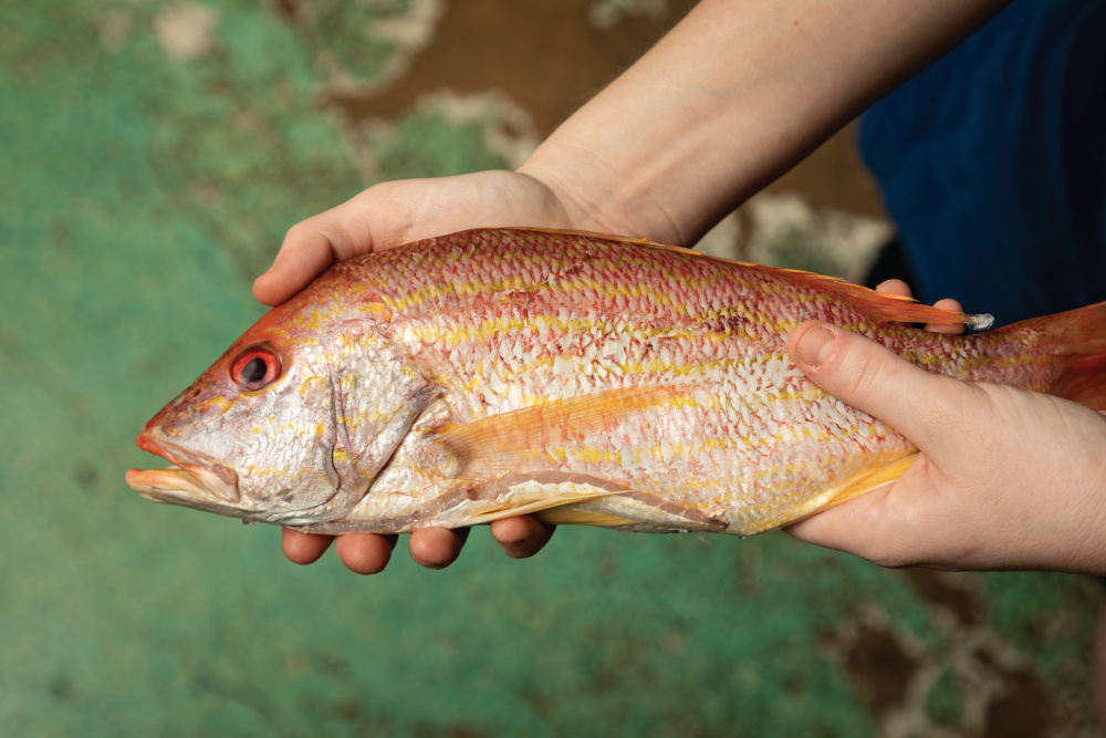 How and Why You Should Support Local Texas Seafood - Farm Flavor