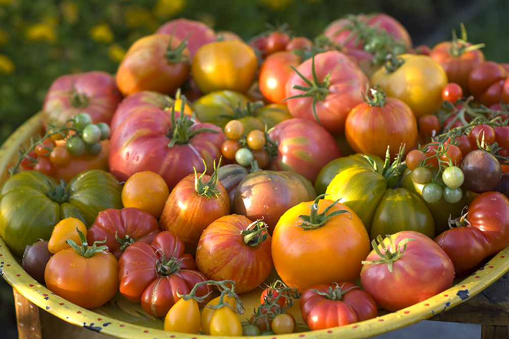 11 Heirloom Tomato Varieties to Try This Summer - Farm Flavor