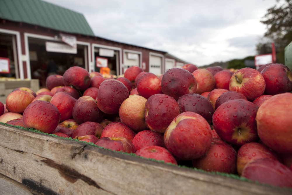 The Best Apple Orchards to Visit in 2024 - Farm Flavor
