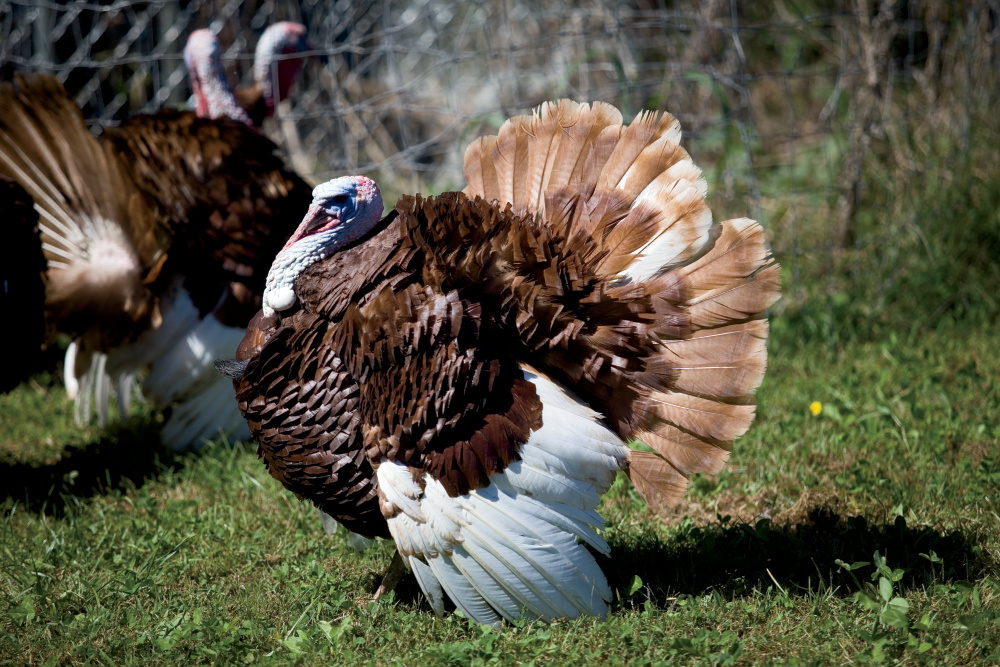 What Are Heritage Breeds? And Why Are They So Important? - Farm Flavor
