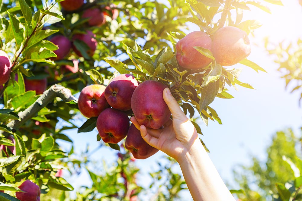 All the Apple Picking Tips You Need for Autumn - Farm Flavor