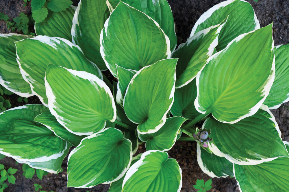 12 Beautiful Hosta Varieties for Your Shade Garden - Farm Flavor