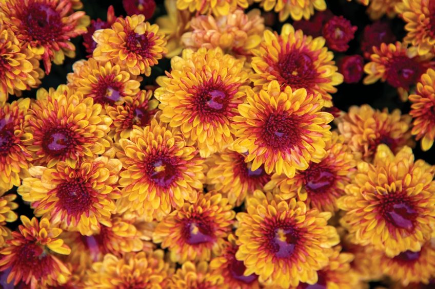 Mum Varieties and Growing Tips For Your Fall Garden - Farm Flavor