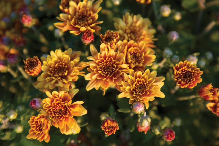 Mum Varieties and Growing Tips For Your Fall Garden - Farm Flavor