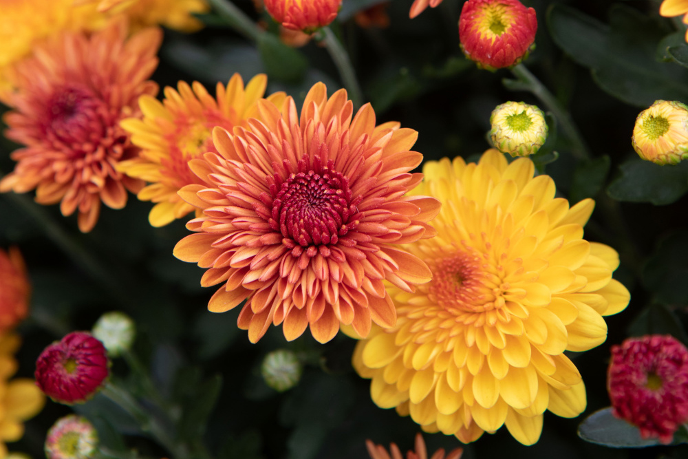 Mum Varieties and Growing Tips For Your Fall Garden - Farm Flavor