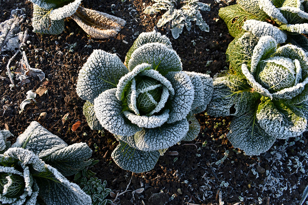 How to Protect Plants From Frost - Farm Flavor