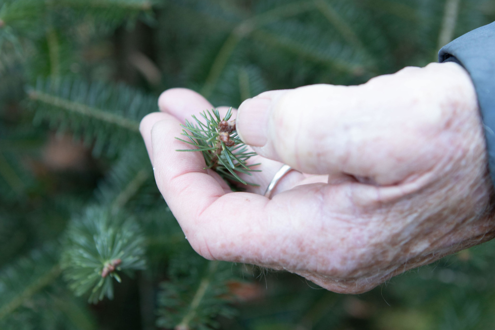 Guide to Christmas Tree Varieties - Farm Flavor