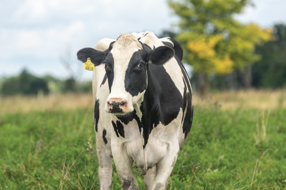 Indiana Dairy Farms Welcome Visitors for an Inside Look at Farm Life ...