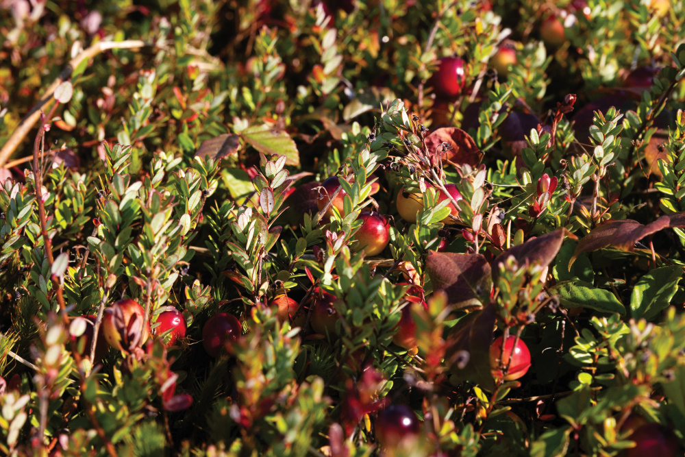 Massachusetts Cranberries Have a Rich History and Promising Future ...