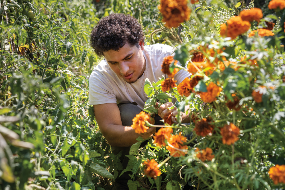 Massachusetts Urban Agriculture Builds Stronger Communities - Farm Flavor