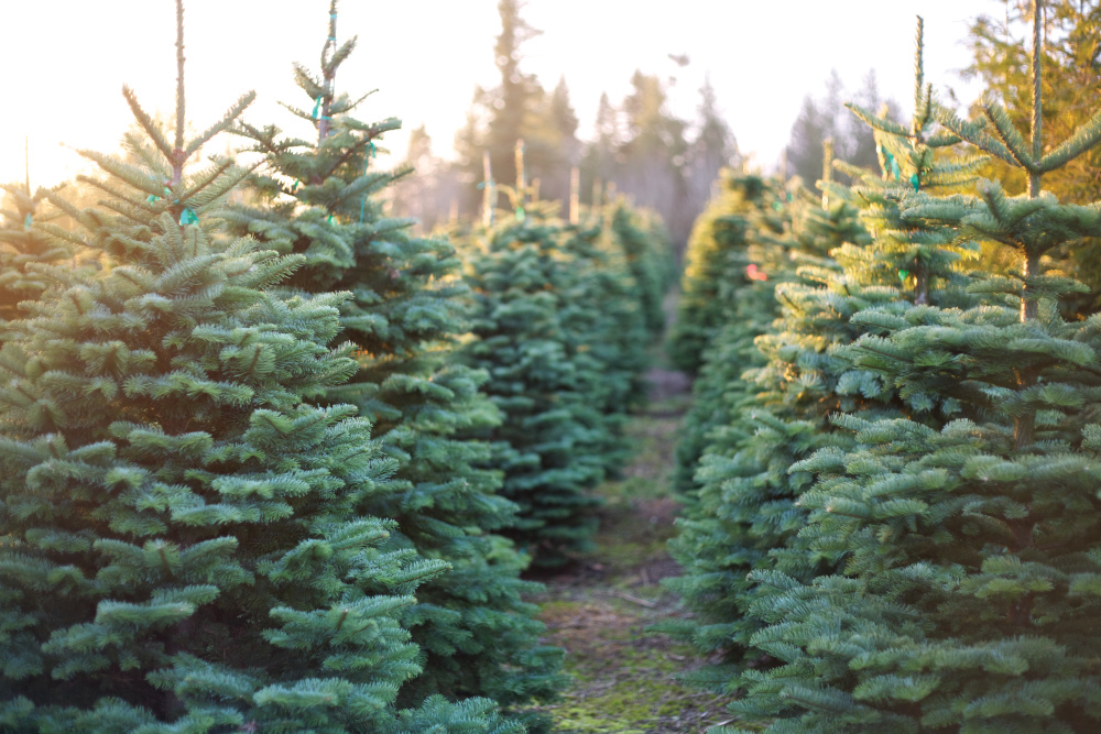 Guide to Christmas Tree Varieties - Farm Flavor
