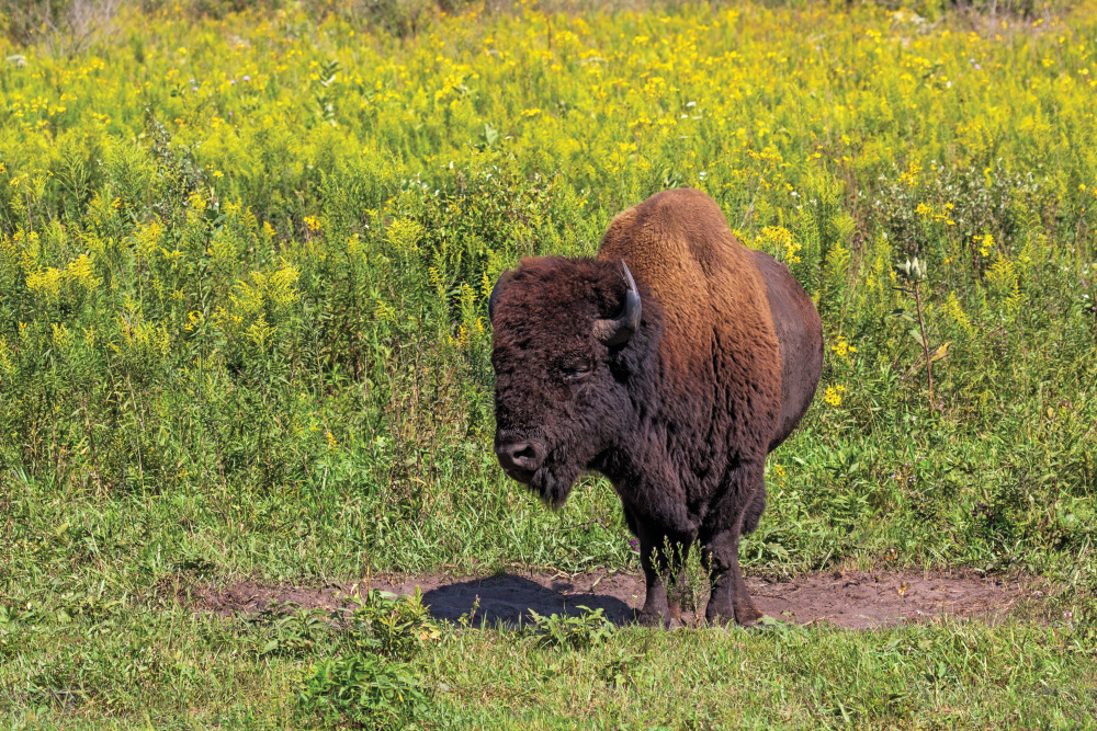 Indiana Bison Ranchers Supply Tasty and Healthy Meat to Hoosiers and ...
