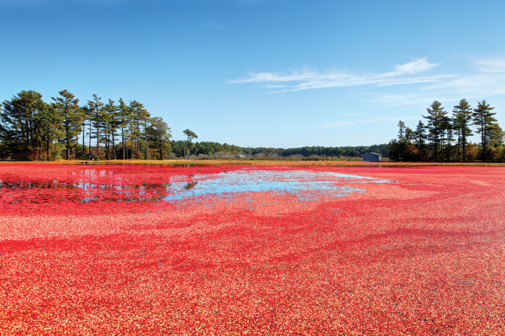 Massachusetts Cranberries Have a Rich History and Promising Future ...