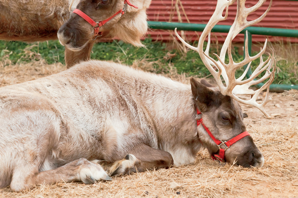 Visit These U.S. Reindeer Farms To Meet a Real Rudolph This Holiday ...