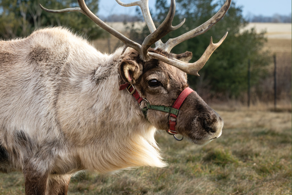 Visit These U.S. Reindeer Farms To Meet a Real Rudolph This Holiday ...