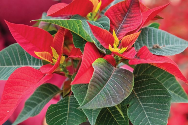 The History of the Poinsettia - Farm Flavor