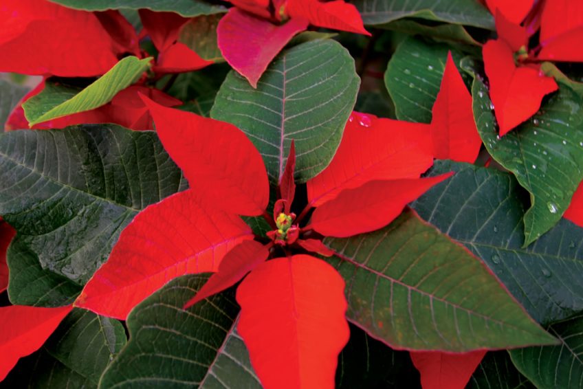 The History of the Poinsettia - Farm Flavor
