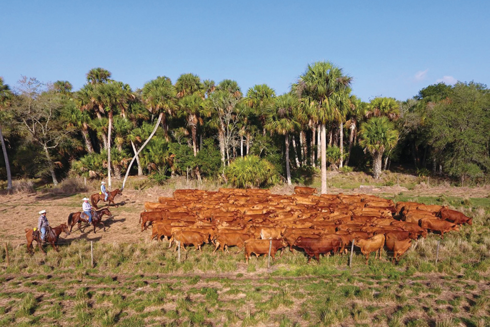 Florida Cattle Ranchers Combine Tradition and Technology to Improve ...