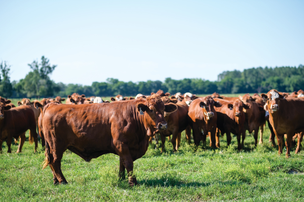 Florida Cattle Ranchers Combine Tradition and Technology to Improve ...