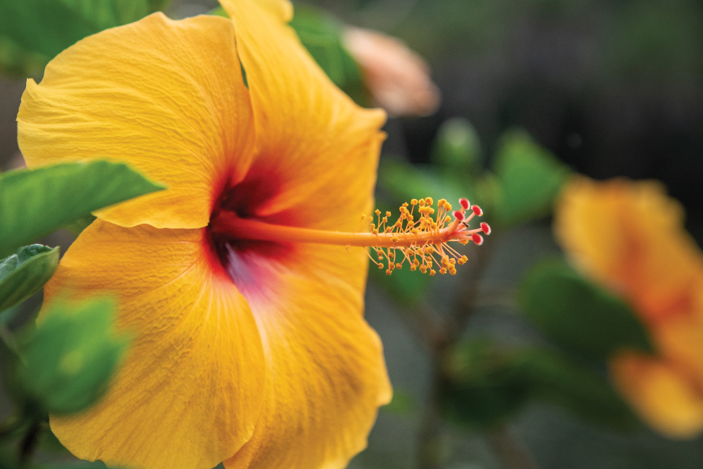 The Plant Hardiness Zone Map Helps Florida Gardens and Landscapes ...