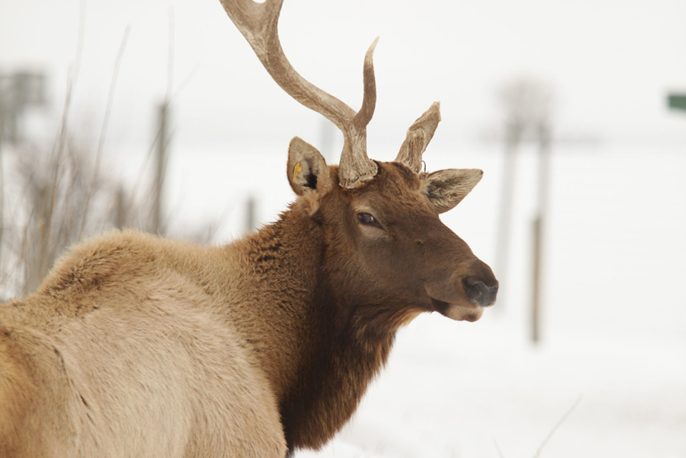 Visit These U.S. Reindeer Farms To Meet a Real Rudolph This Holiday ...