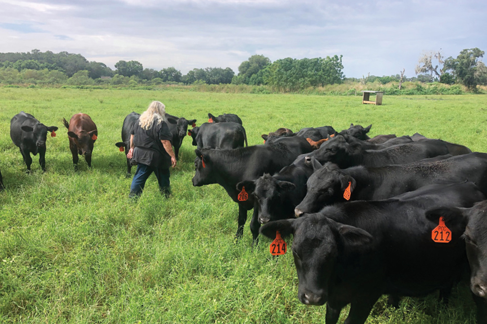 Florida Cattle Ranchers Combine Tradition and Technology to Improve ...