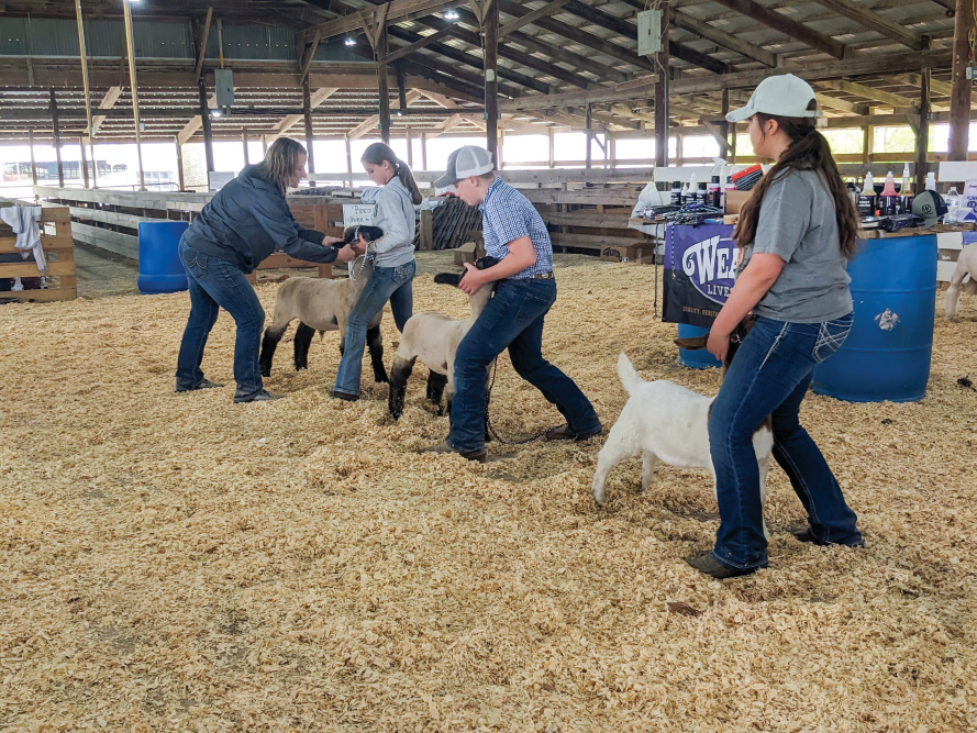 Nationally Recognized Shepherd Tracy Dendinger Trains Champion Showmen ...