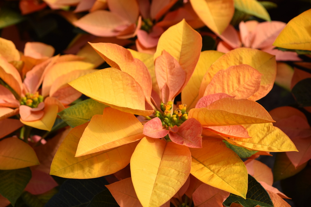 The History of the Poinsettia - Farm Flavor