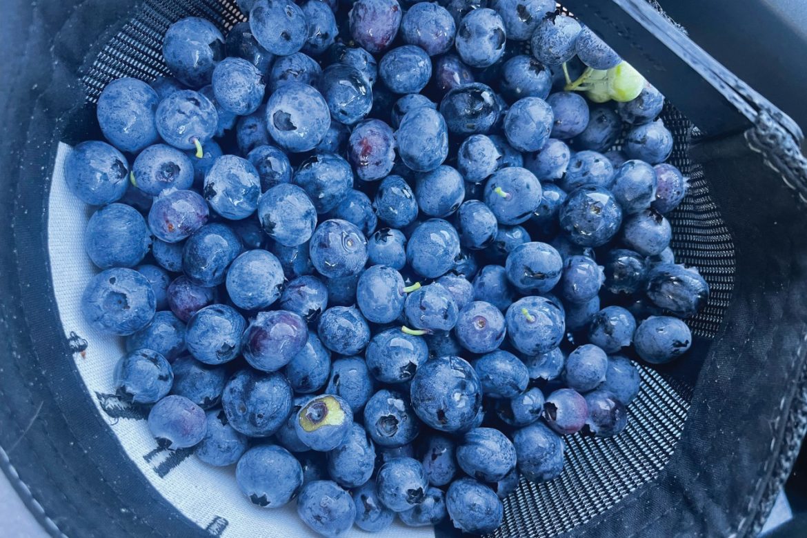 Florida Agritourism Farms Offer Fun for All Ages - Farm Flavor