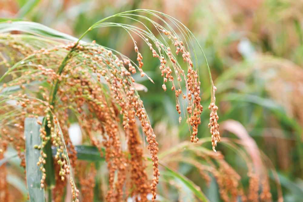 Types of Whole Grains and How to Use Them - Farm Flavor