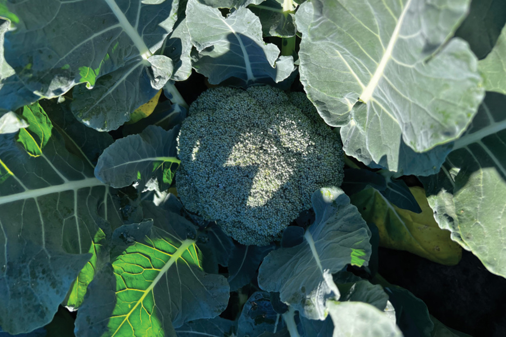 Adam Lytch of L&M Farms Has a Passion for Fresh, Local Food - Farm Flavor