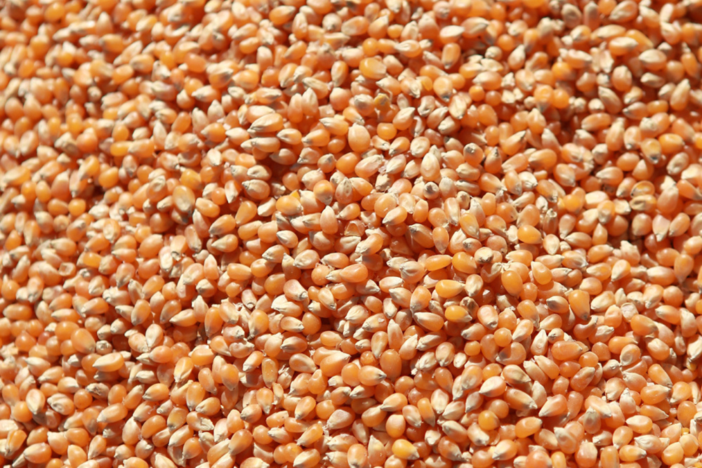 9 Foods That Never (or Almost Never) Expire - Farm Flavor