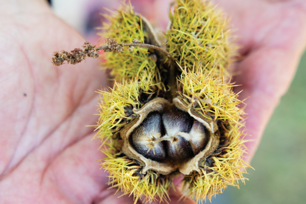 Find Fresh, Local Chestnuts From Producers Across Michigan - Farm Flavor