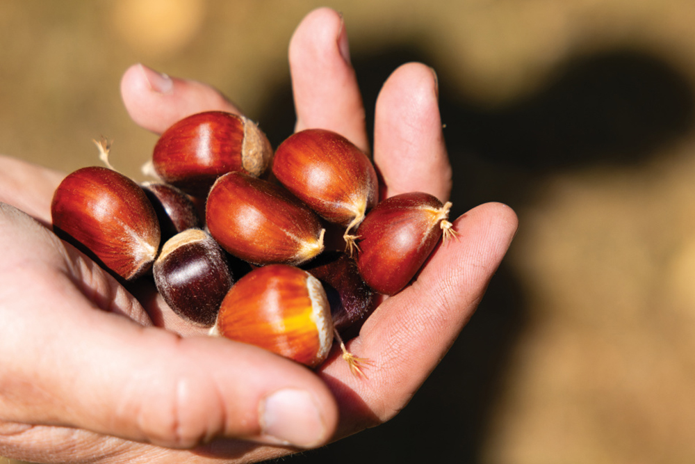 Nash Nurseries in Michigan Cultivates a Centennial Legacy - Farm Flavor
