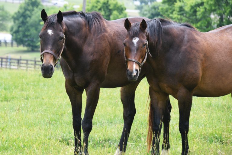 Old Friends Cares for Retired Racehorses and Celebrates the Sport of ...