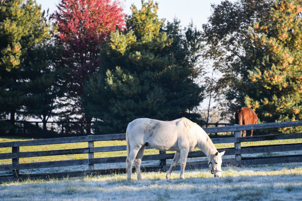 Old Friends Cares for Retired Racehorses and Celebrates the Sport of ...
