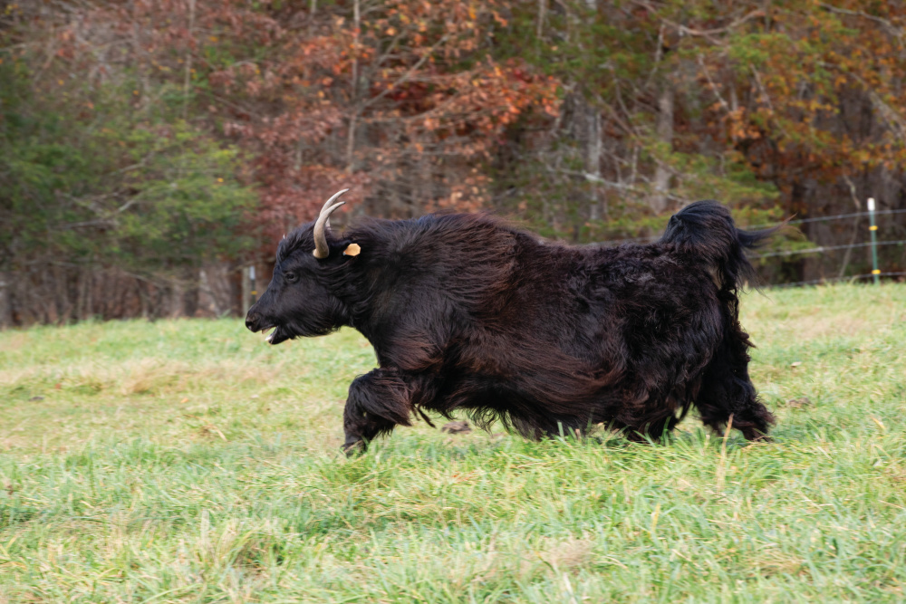 Deep Draw Yak Ranch in Tennessee Offers a Unique Agritourism Experience ...
