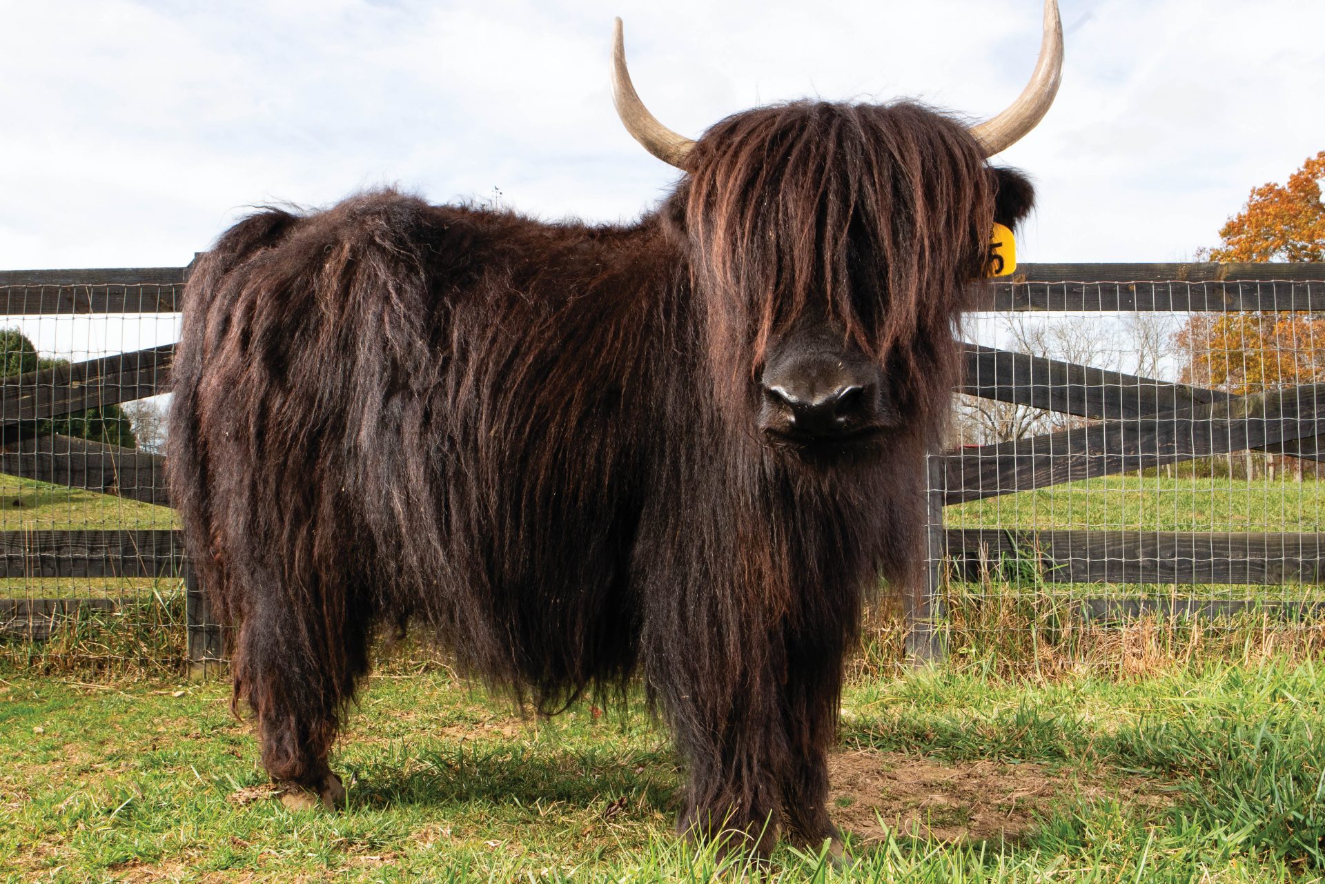 Deep Draw Yak Ranch in Tennessee Offers a Unique Agritourism Experience ...