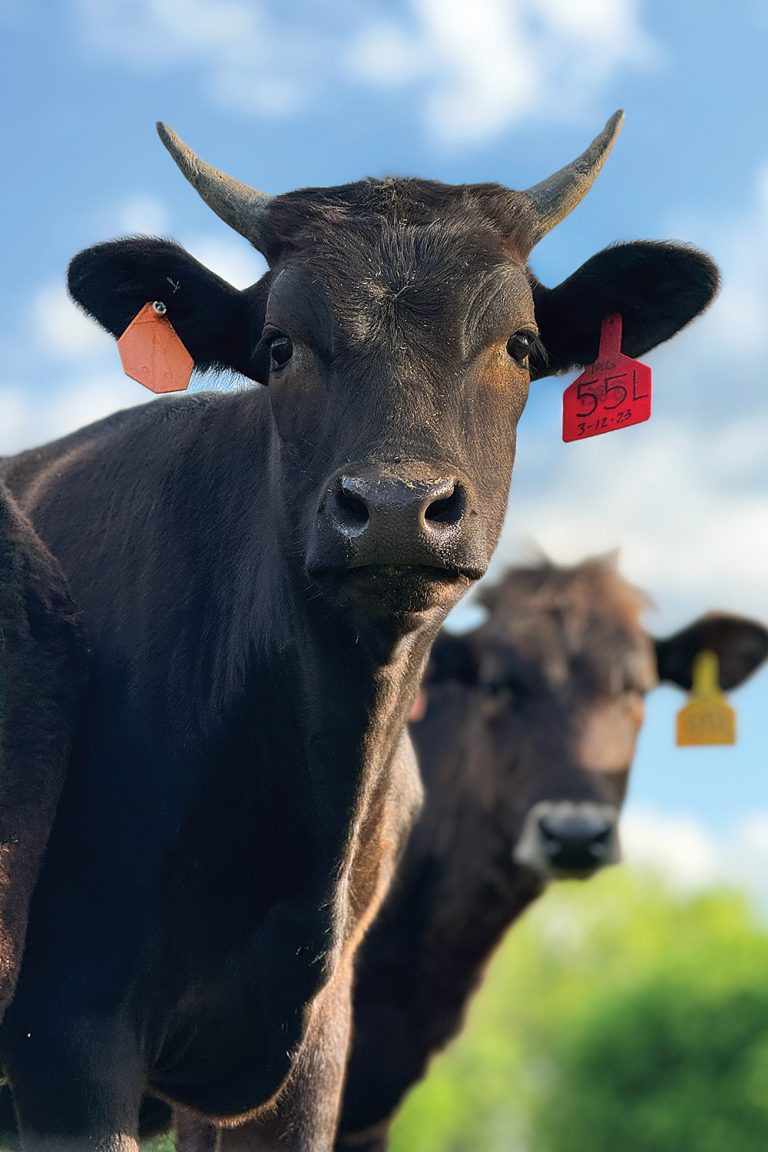 Tennessee-Raised Wagyu Beef Provides Exceptional Quality and Flavor ...