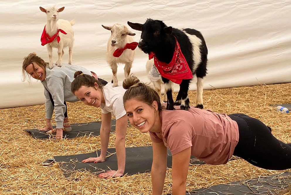 Why People Are Flocking to Goat Yoga - Farm Flavor