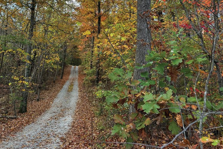 Sustainable Management Practices Protect Tennessee State Forests - Farm ...