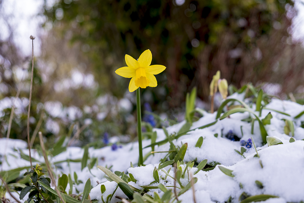 February Gardening Tasks According to Your USDA Growing Zone - Farm Flavor