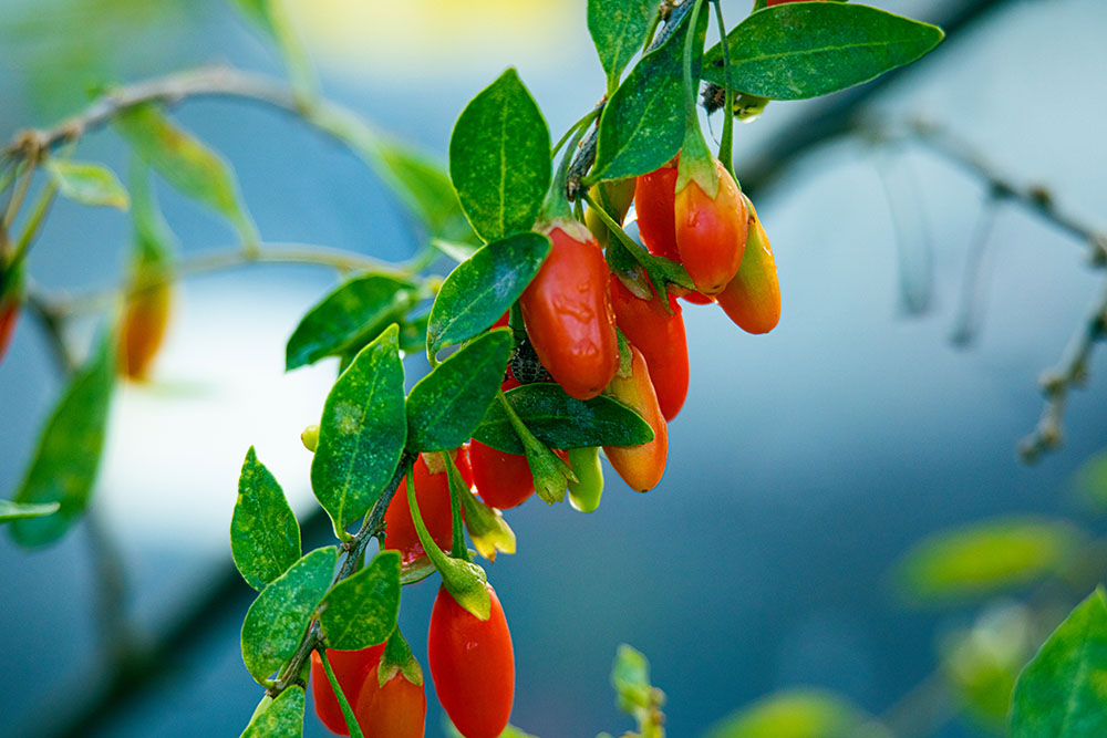 Most Valuable Crops to Grow - Farm Flavor