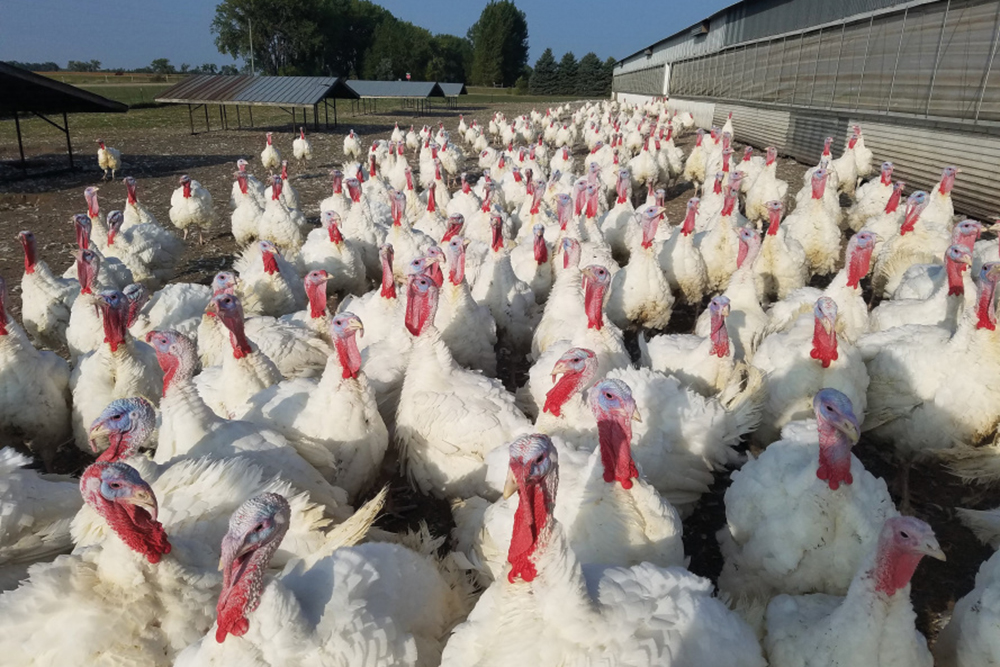 North Dakota Pheasant and Turkey Farms are a Feather in the Poultry ...