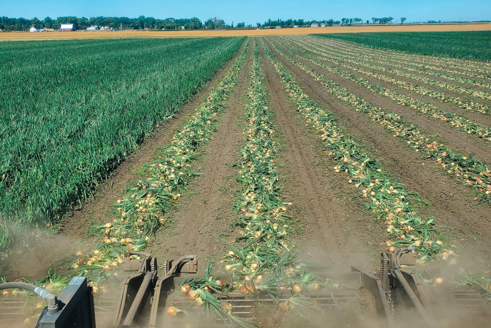 North Dakota's Porter Farm Steps In To Fill Increased Onion Demand ...