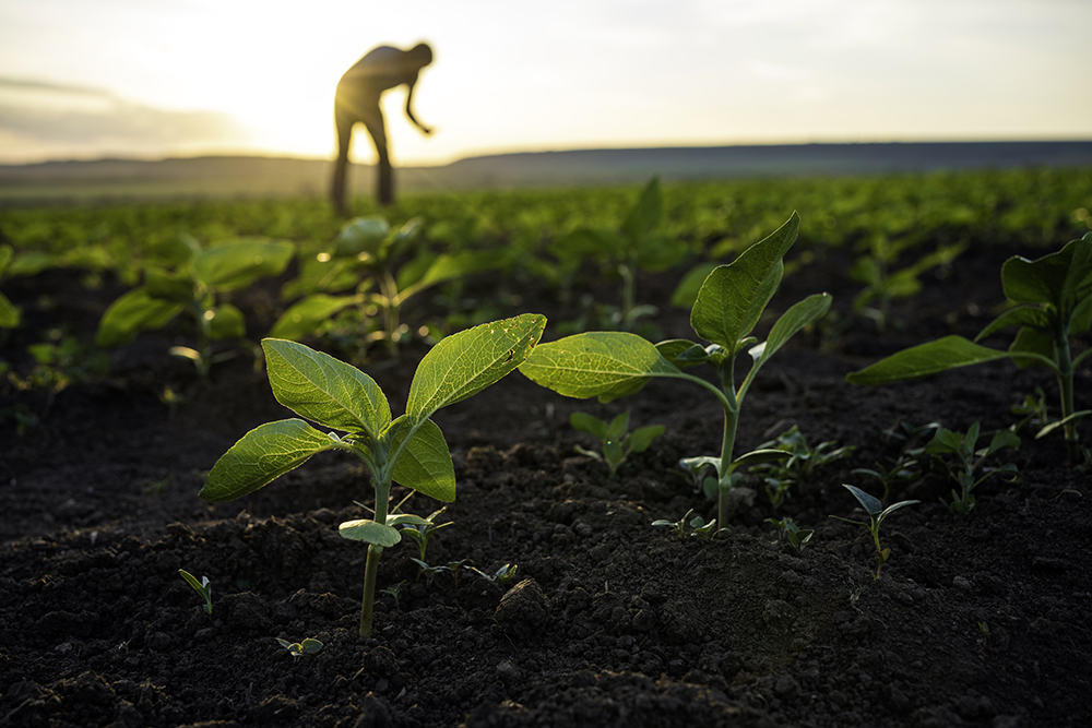 How Farmers Protect the Environment - Farm Flavor