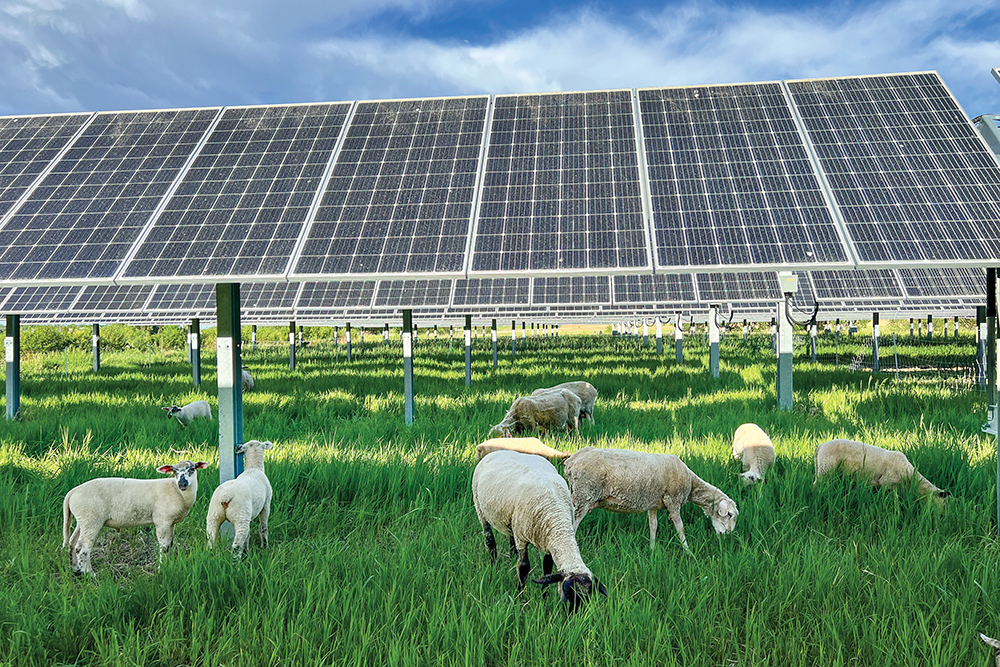 Agrivoltaics Helps Colorado Farmers Reap Benefits of Solar + Agriculture