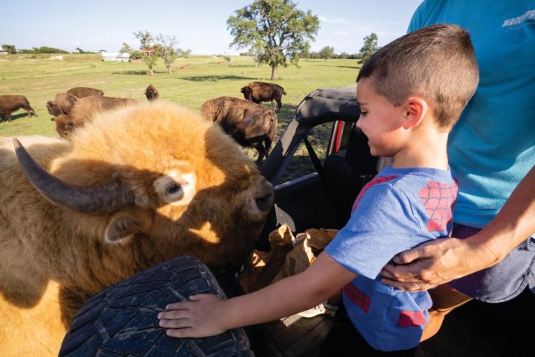 Bison Conservation Efforts Are Bringing the Buffalo Back to Texas ...