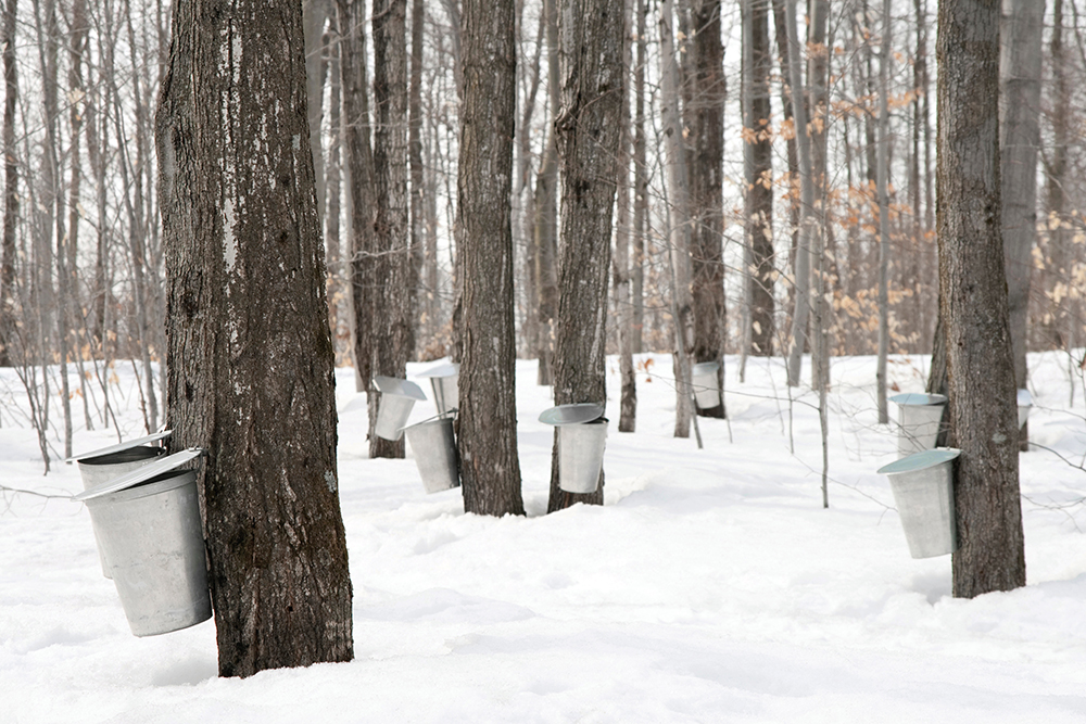 Indiana Maple Syrup Producers Tap Into Tradition - Farm Flavor