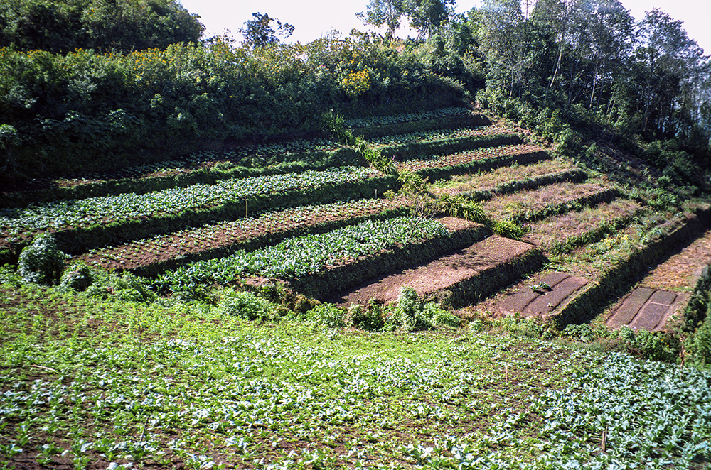 Indigenous Roots of Modern Agriculture: 7 Farming Practices You Didn’t ...